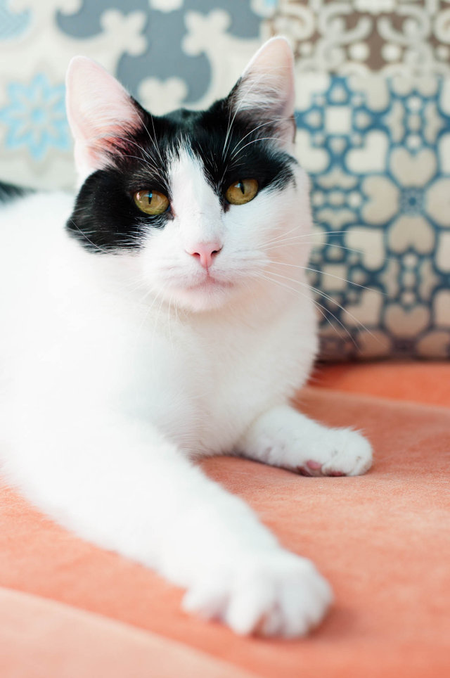 кот-593.jpg - RePic